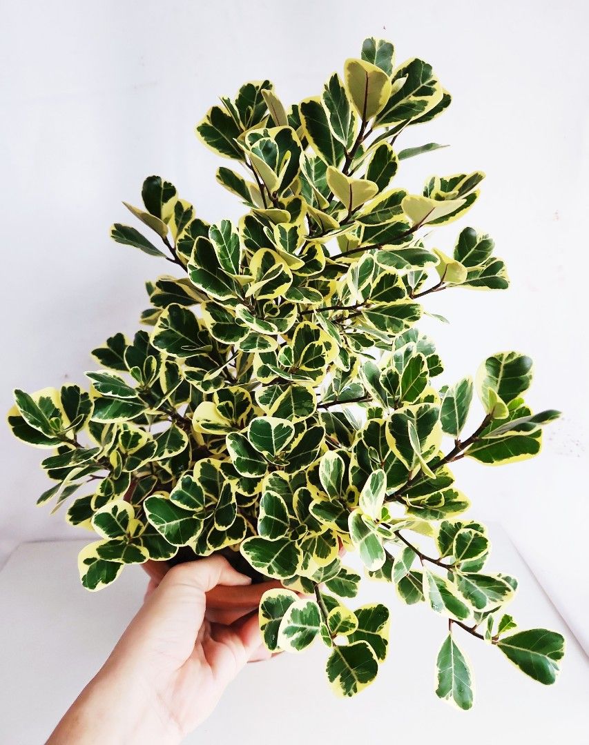 Ficus Triangularis Variegata [Large], Furniture & Home Living ...