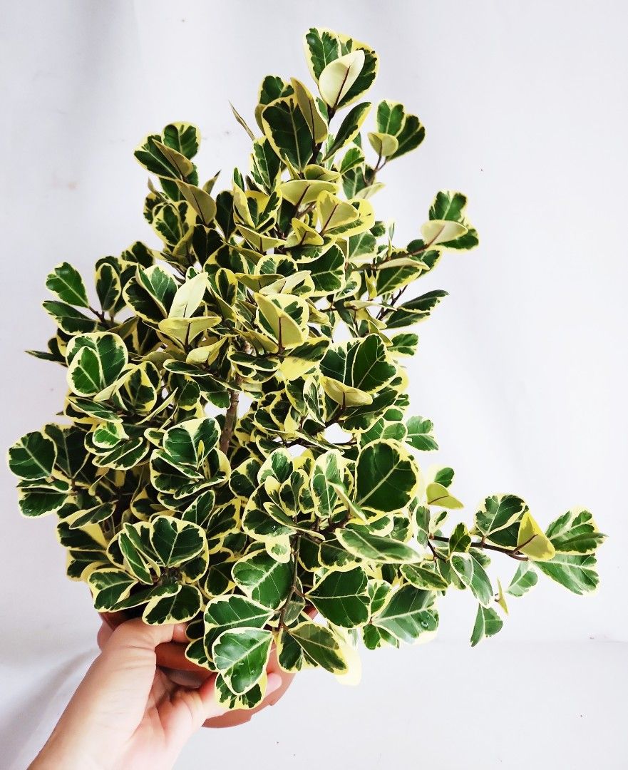 Ficus Triangularis Variegata [Large], Furniture & Home Living ...