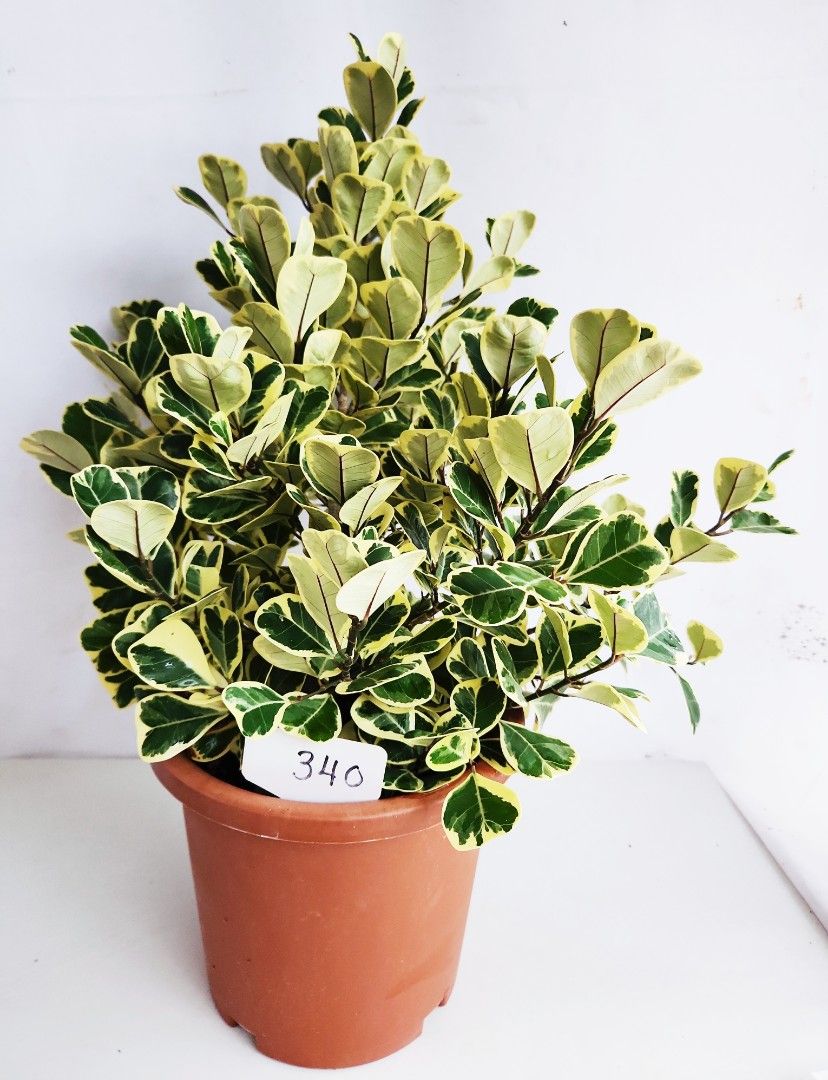 Ficus Triangularis Variegata [Large], Furniture & Home Living ...