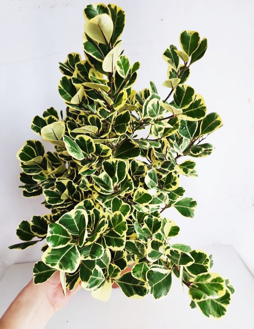 Ficus Triangularis Variegata [Large], Furniture & Home Living ...