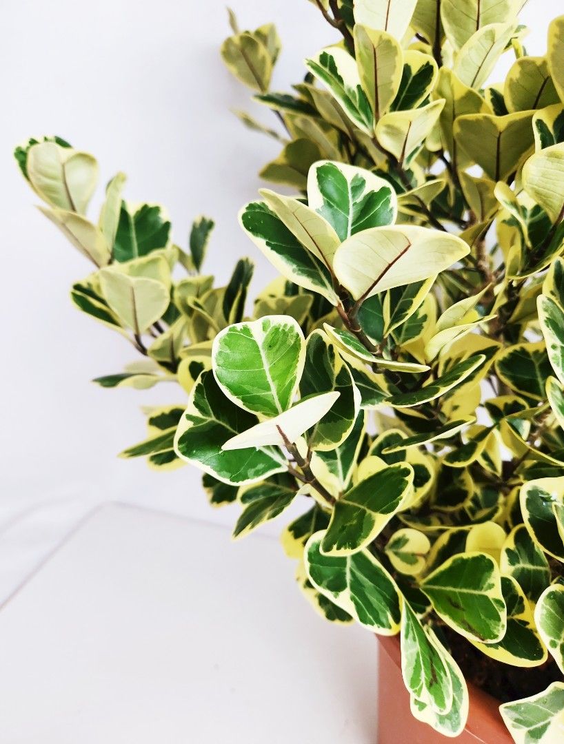 Ficus Triangularis Variegata [Large], Furniture & Home Living ...