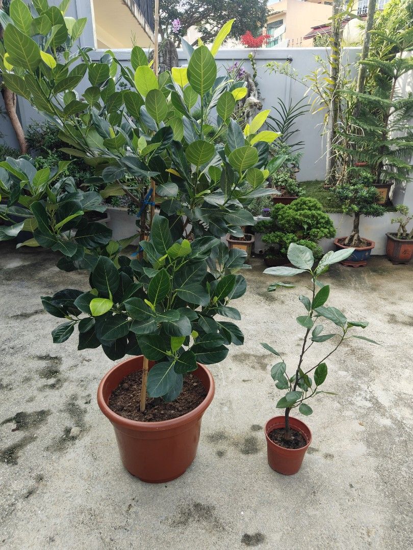 dwarf grafted jackfruit tree