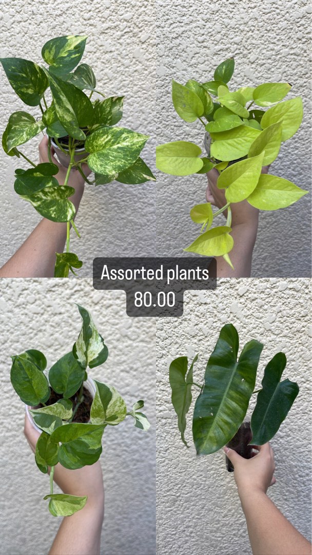 Take all assorted plants murang halaman, Furniture & Home Living ...