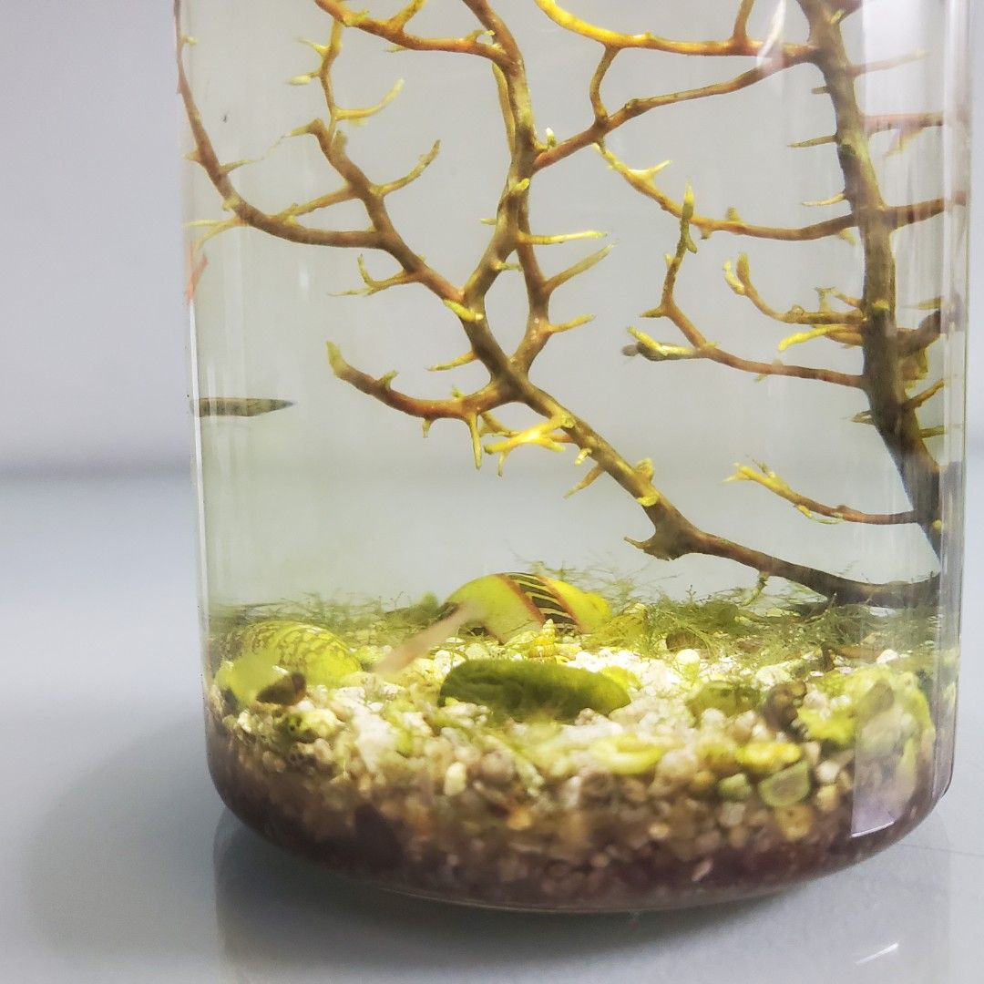 Wonder shrimp (opae ula), Pet Supplies, Homes & Other Pet Accessories ...