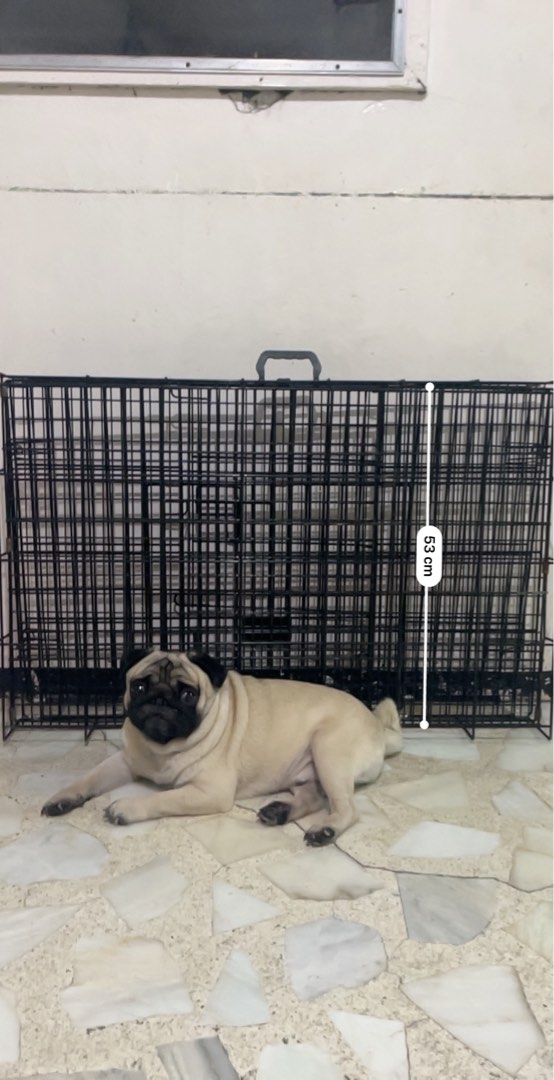Cage (measurements in picture) Pug for reference only not for sale, Pet ...