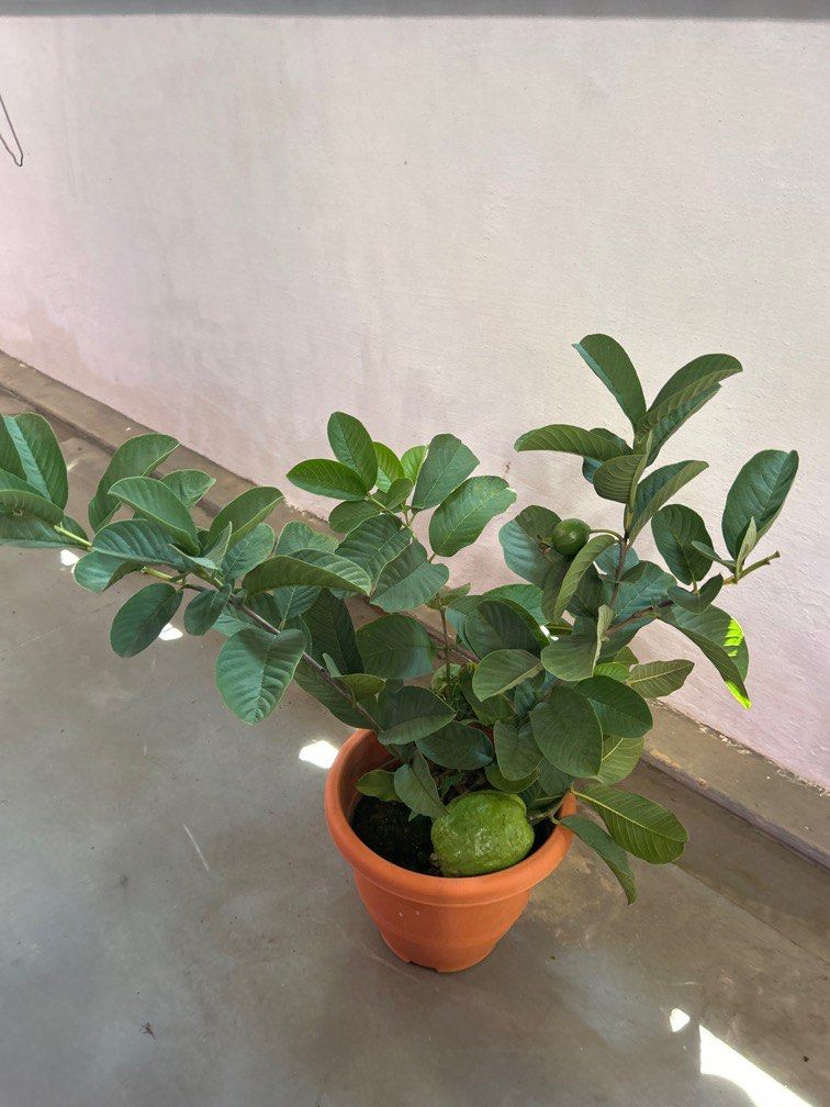 Guava (Lohan) Fruiting Plant, Furniture & Home Living, Gardening ...