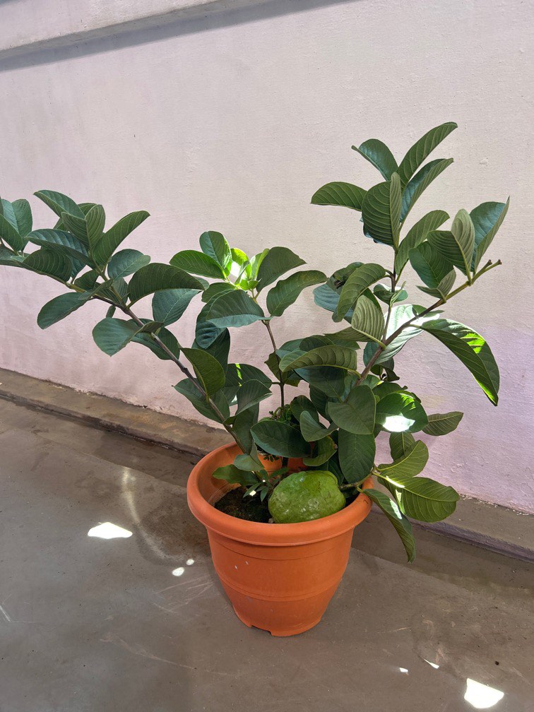 Guava (Lohan) Fruiting Plant, Furniture & Home Living, Gardening ...