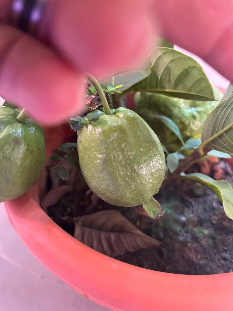 Guava (Lohan) Fruiting Plant, Furniture & Home Living, Gardening ...