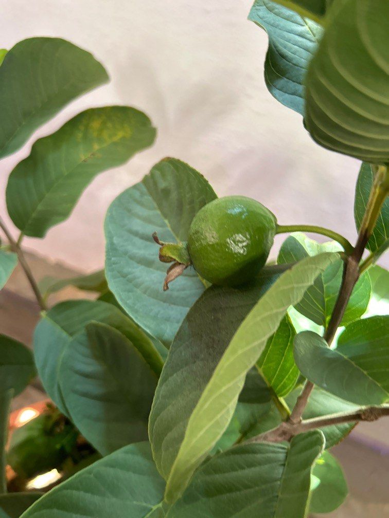 Guava (Lohan) Fruiting Plant, Furniture & Home Living, Gardening ...