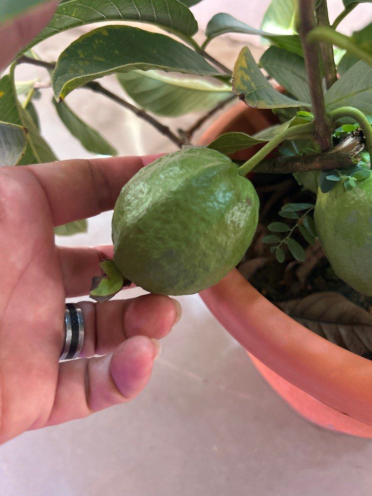 Guava (Lohan) Fruiting Plant, Furniture & Home Living, Gardening ...