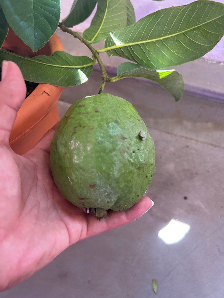 Guava (Lohan) Fruiting Plant, Furniture & Home Living, Gardening ...