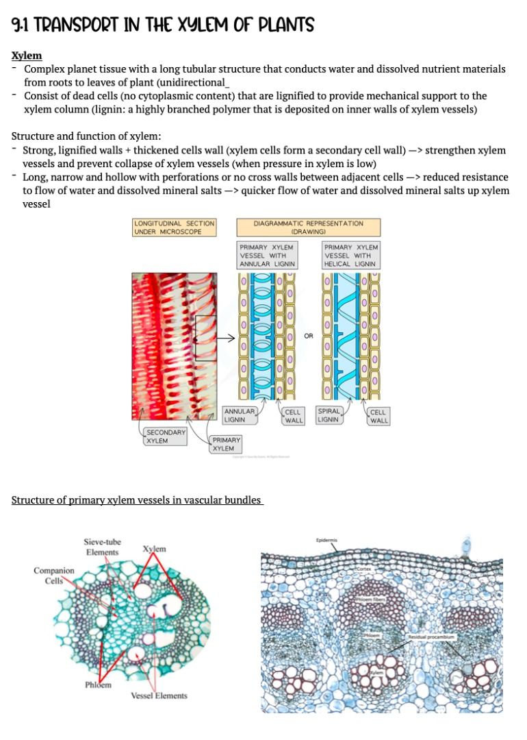 IB BIOLOGY TOPICAL NOTES (TOPIC 9 (AHL): PLANT BIOLOGY), Hobbies & Toys ...