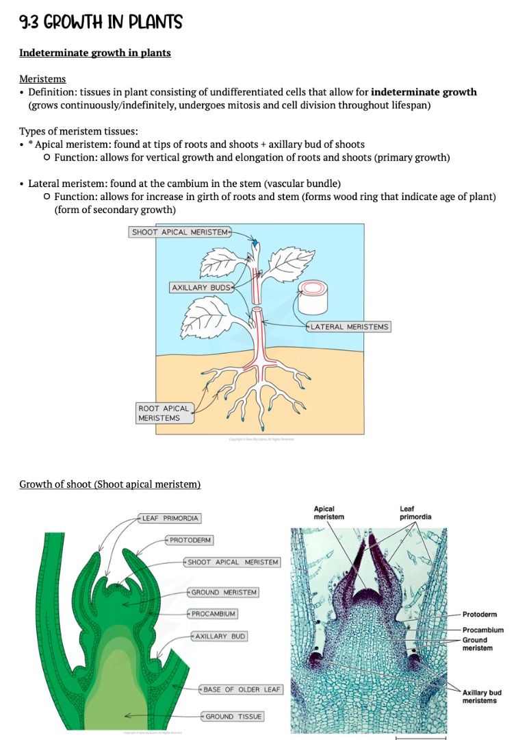 IB BIOLOGY TOPICAL NOTES (TOPIC 9 (AHL): PLANT BIOLOGY), Hobbies & Toys ...