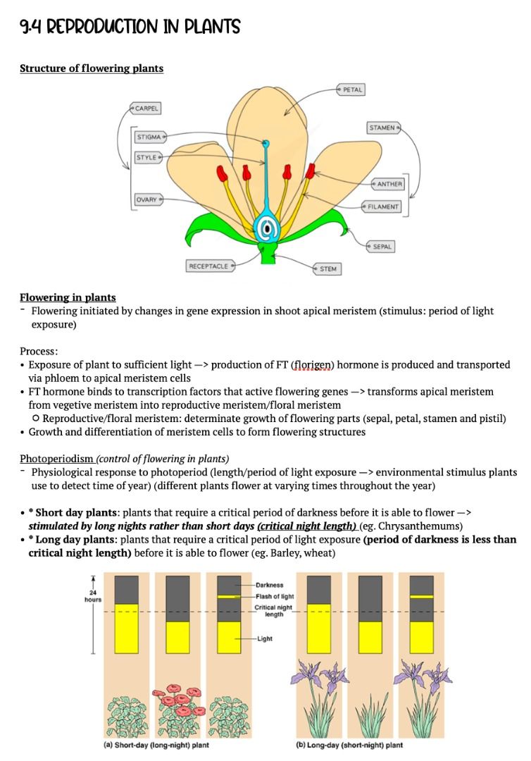 IB BIOLOGY TOPICAL NOTES (TOPIC 9 (AHL): PLANT BIOLOGY), Hobbies & Toys ...