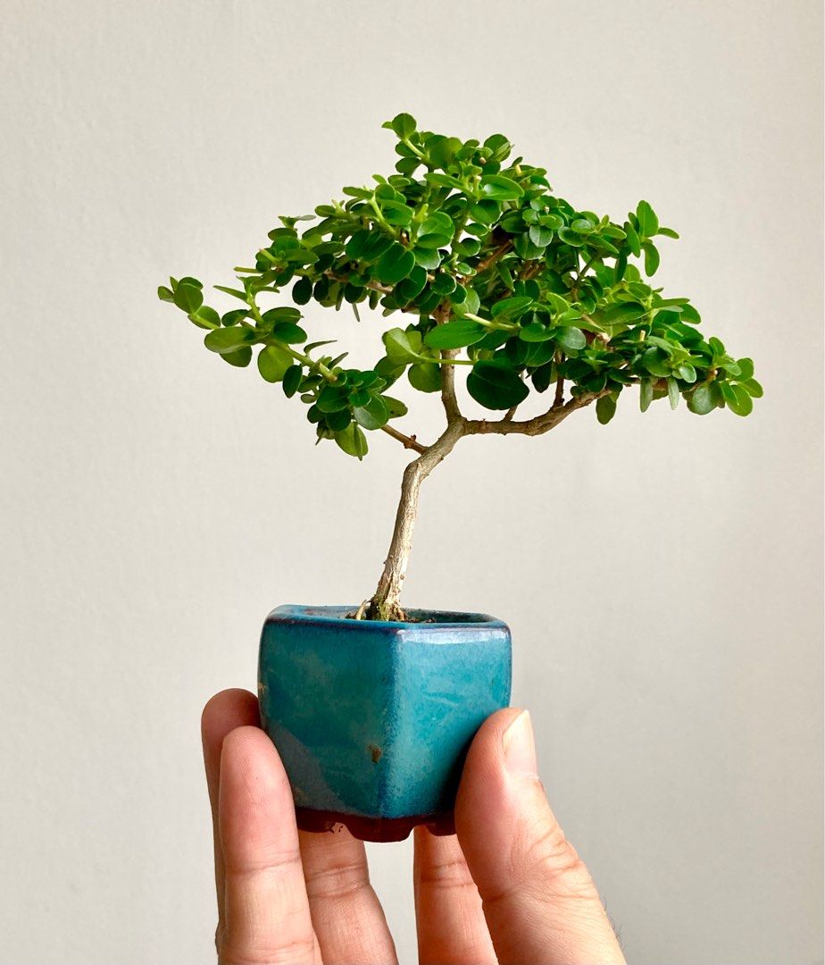 Mini Bonsai Premna Microphylla, Furniture & Home Living, Gardening ...