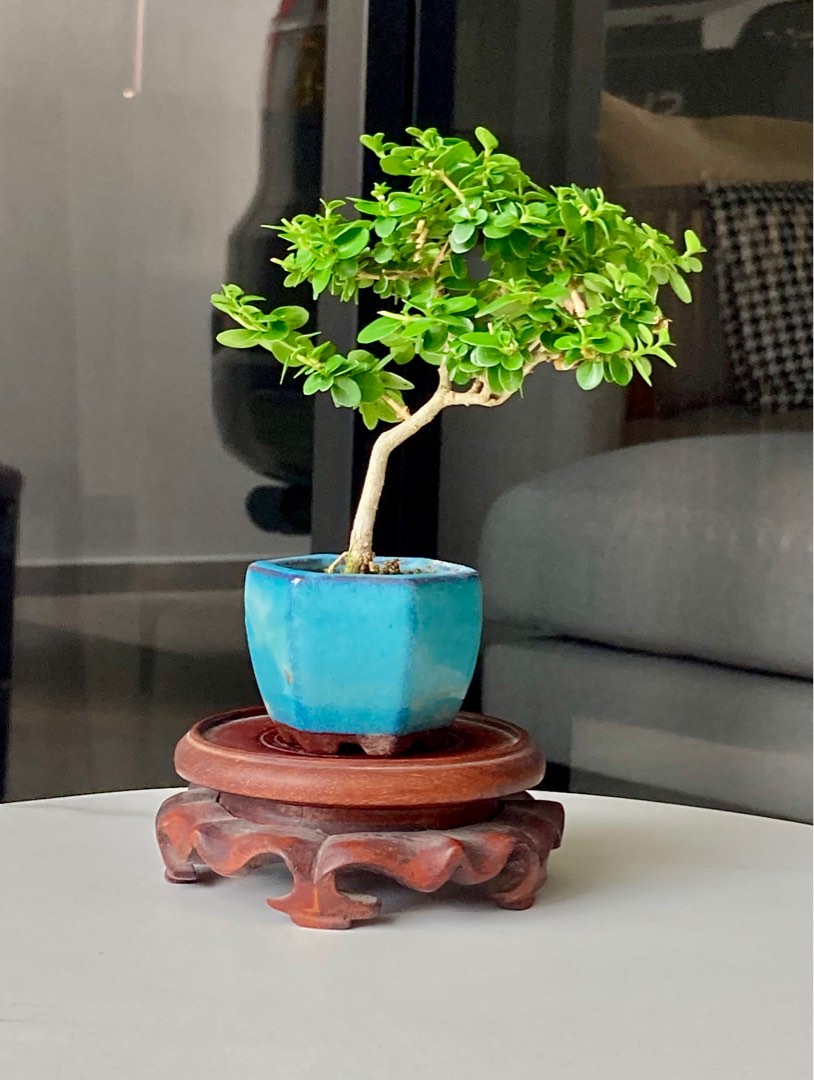 Mini Bonsai Premna Microphylla, Furniture & Home Living, Gardening ...