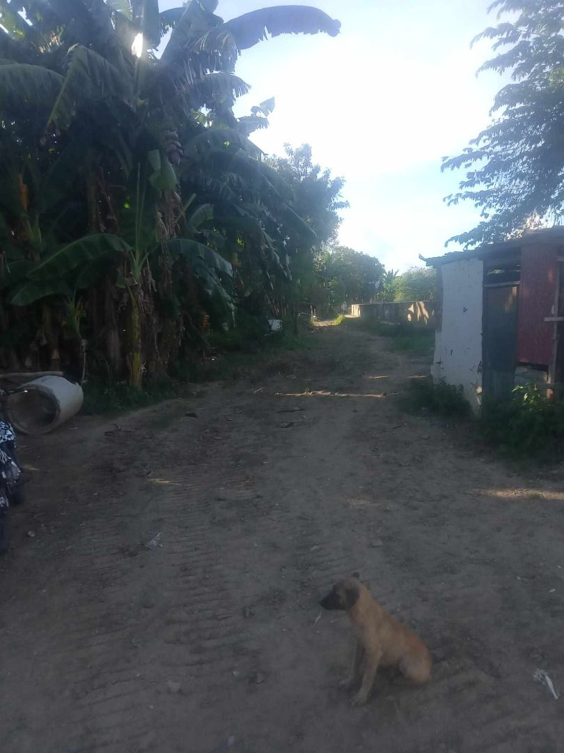 Mas Pinamura 8,537 sqm Palayan in San Pedro (Pob.) Morong, Rizal near ...