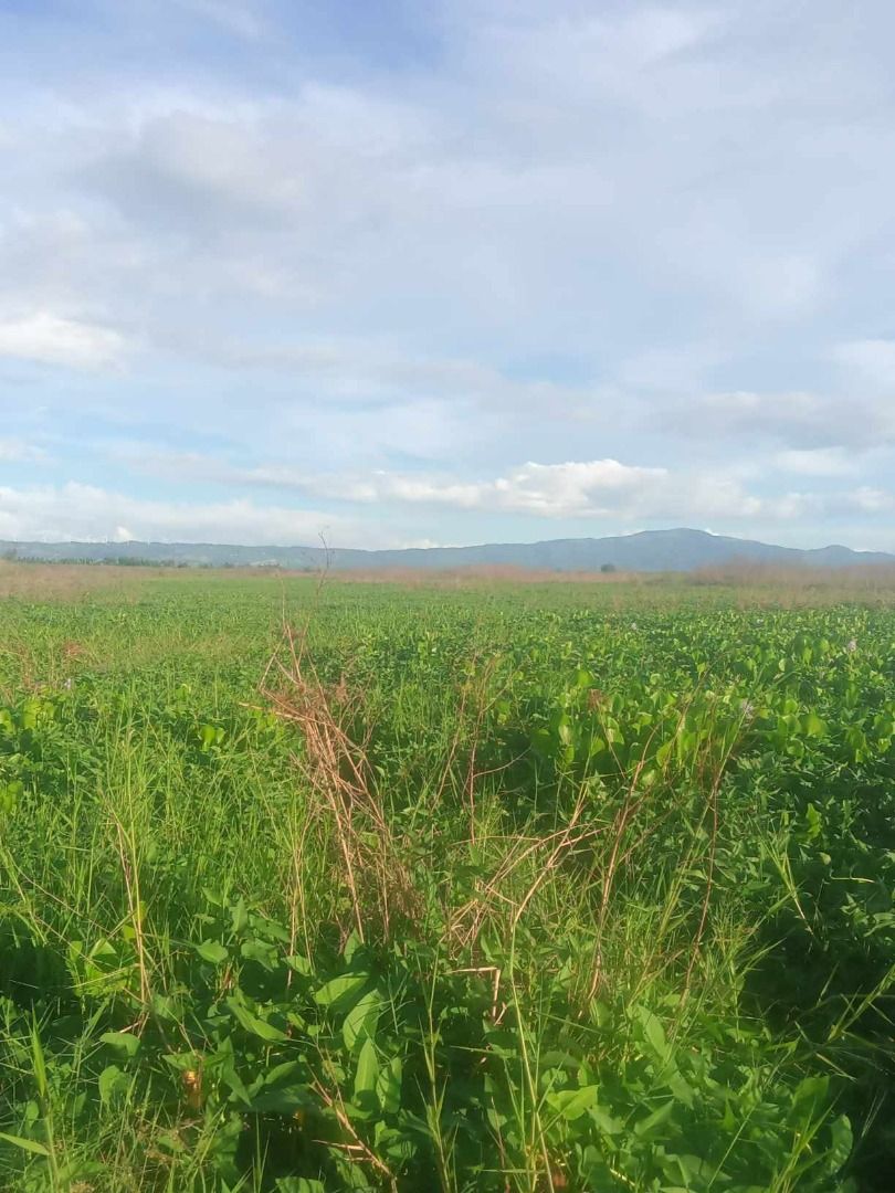 Mas Pinamura 8,537 sqm Palayan in San Pedro (Pob.) Morong, Rizal near ...