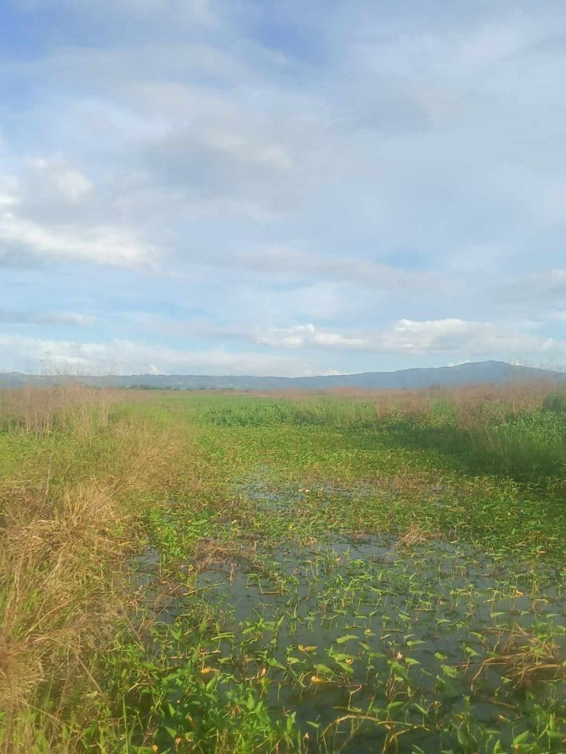 Mas Pinamura 8,537 sqm Palayan in San Pedro (Pob.) Morong, Rizal near ...