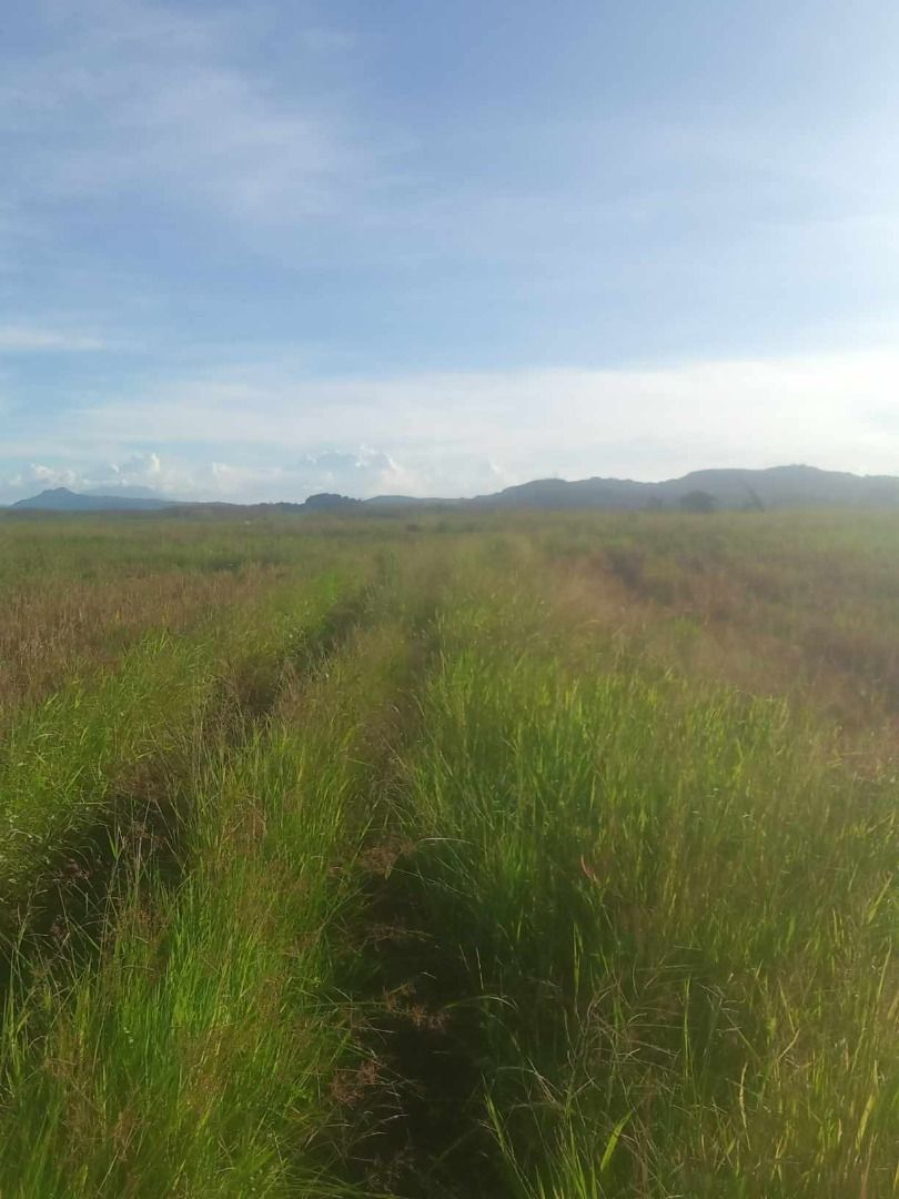 Mas Pinamura 8,537 sqm Palayan in San Pedro (Pob.) Morong, Rizal near ...