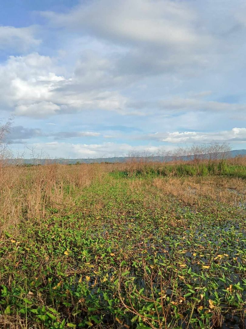 Mas Pinamura 8,537 sqm Palayan in San Pedro (Pob.) Morong, Rizal near ...