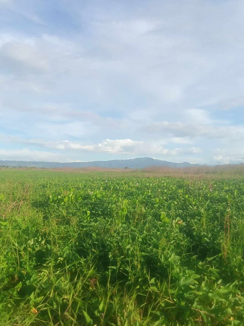 Mas Pinamura 8,537 sqm Palayan in San Pedro (Pob.) Morong, Rizal near ...