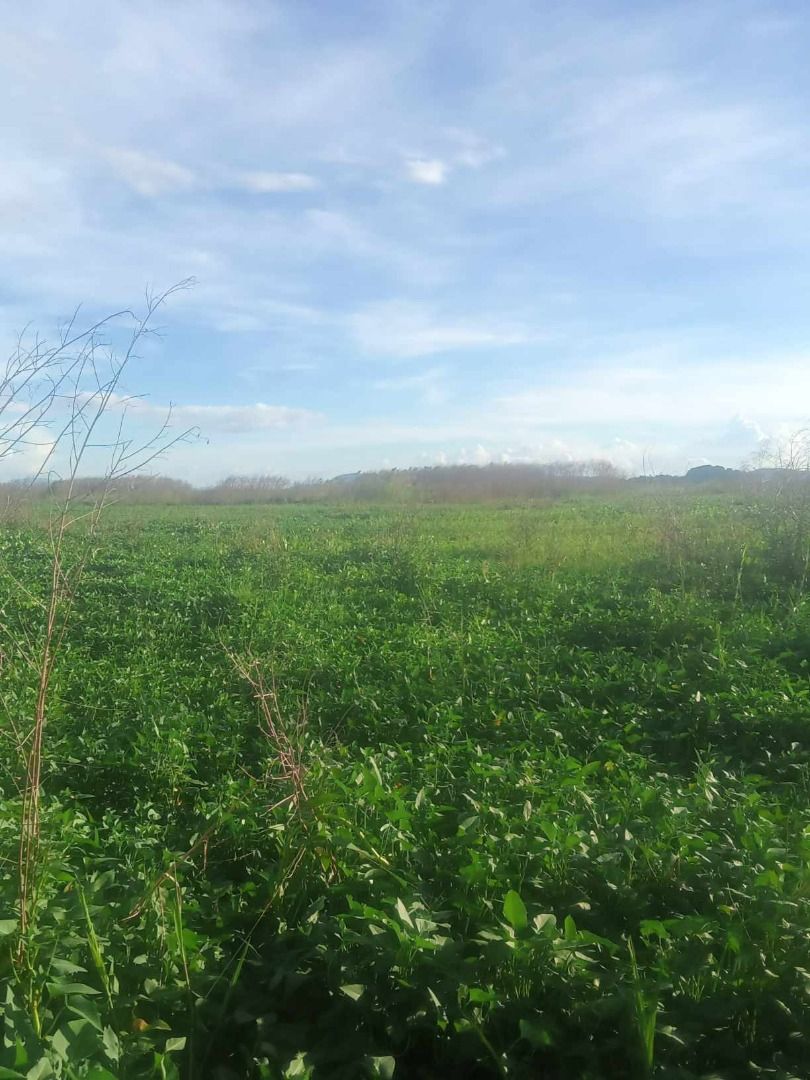 Mas Pinamura 8,537 sqm Palayan in San Pedro (Pob.) Morong, Rizal near ...