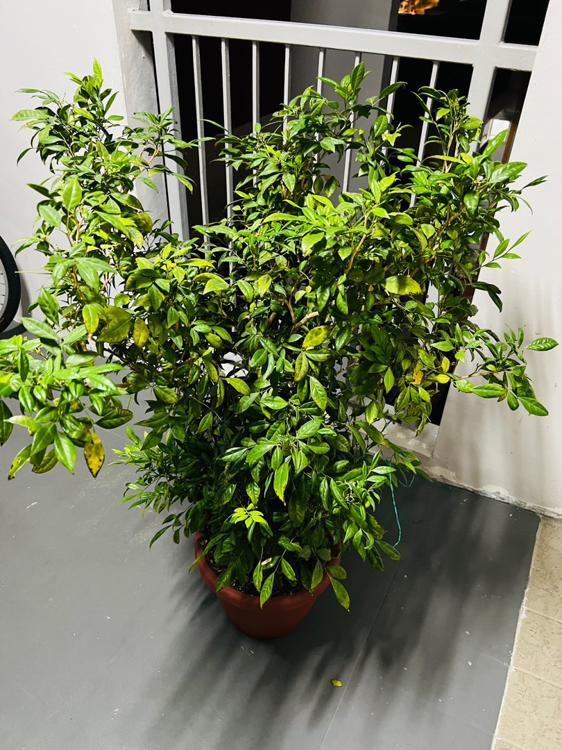 Murraya Jasmin plant well grown, Furniture & Home Living, Gardening ...