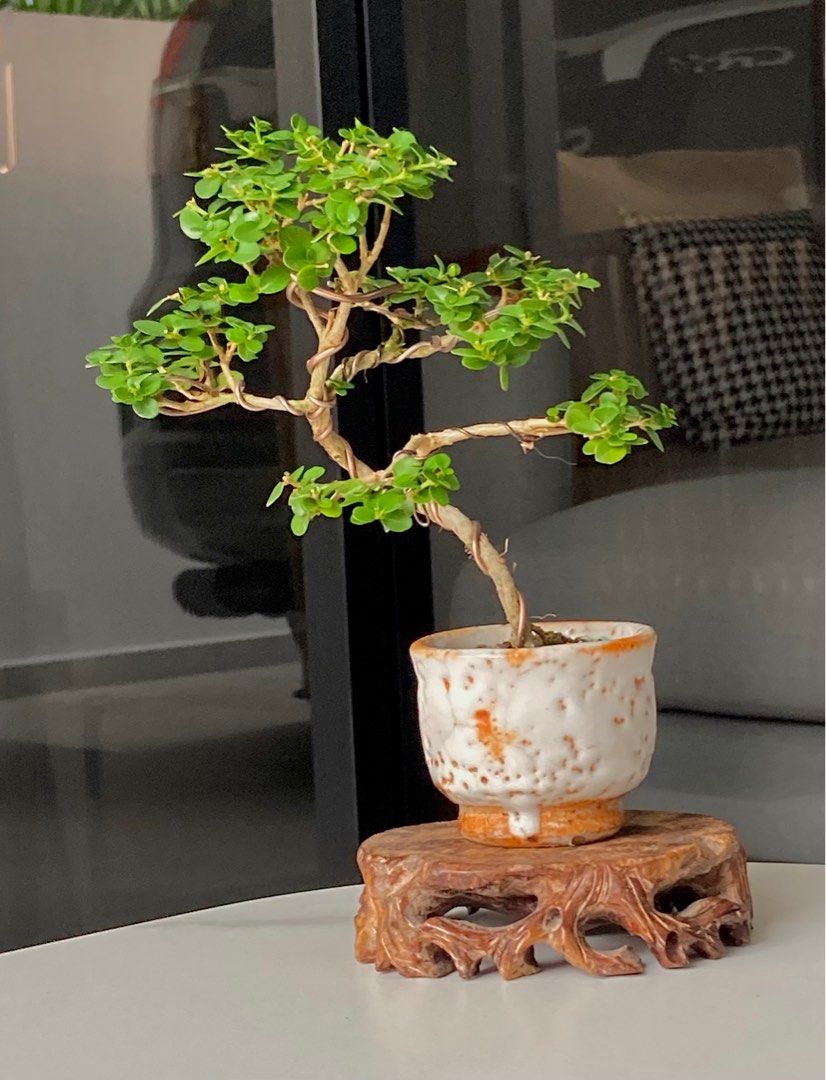 Premna Bonsai in Round handmade pot - informal upright, Furniture ...