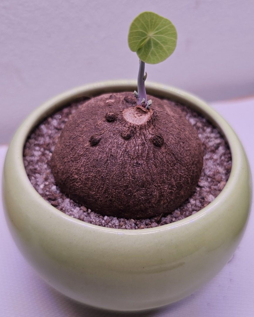 Stephania Erecta Round caudex for sale, Furniture & Home Living ...