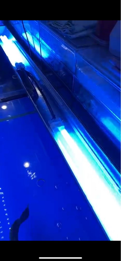 5ft PLL with LED, Pet Supplies, Health & Grooming on Carousell