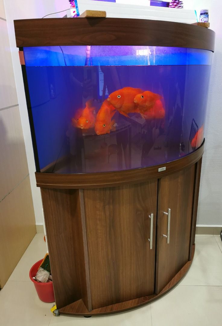 Corner Fish Tank, Pet Supplies, Homes & Other Pet Accessories on Carousell