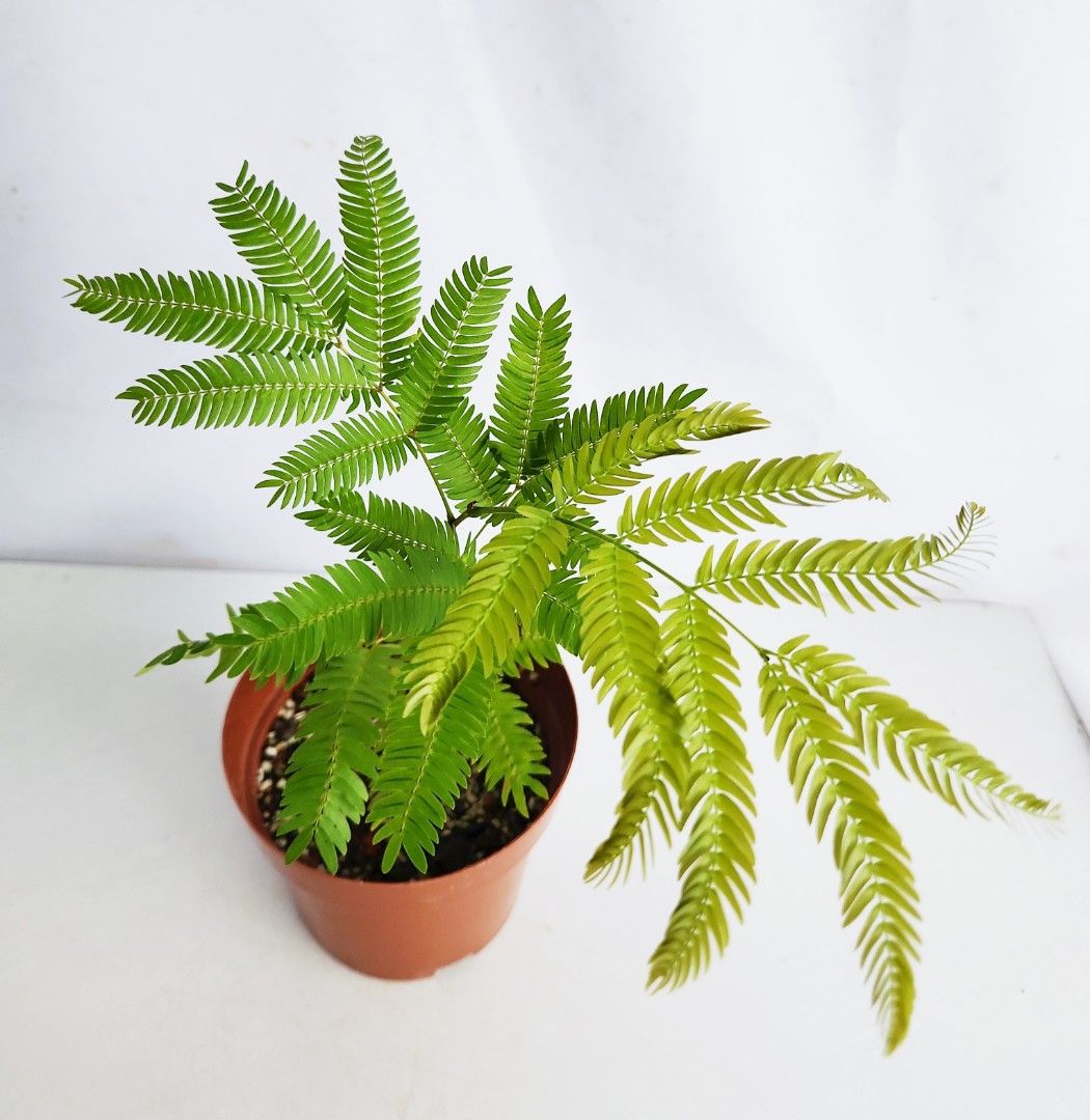 Everfresh Tree [Pithecellobium Confertum], Furniture & Home Living ...