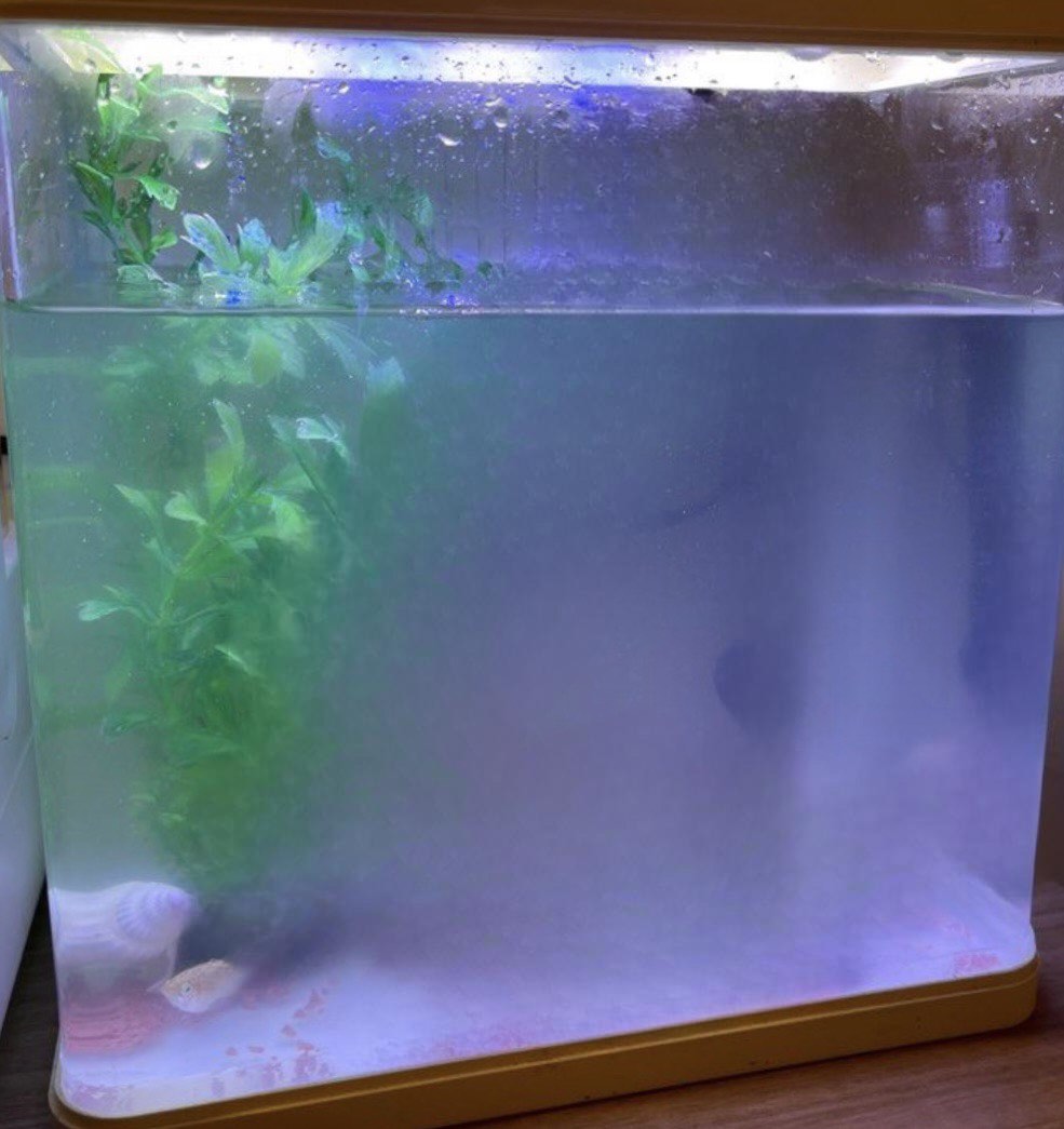 Fish tank, Pet Supplies, Homes & Other Pet Accessories on Carousell