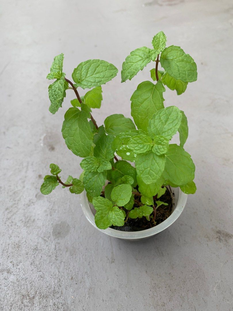Growing mini mint plant, Furniture & Home Living, Gardening, Plants ...