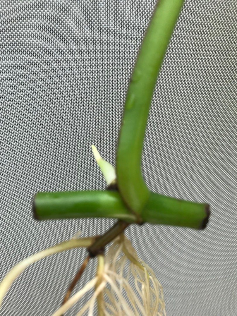 Monstera borsi albo cuttings, Furniture & Home Living, Gardening ...