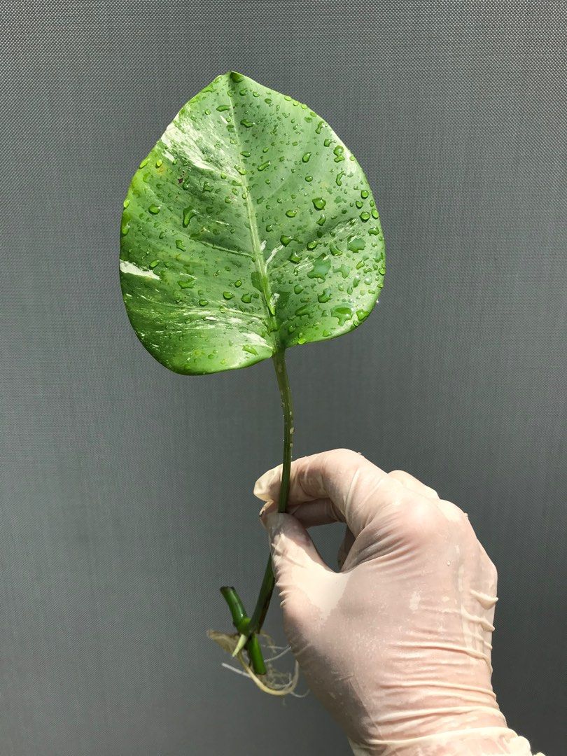 Monstera borsi albo cuttings, Furniture & Home Living, Gardening ...