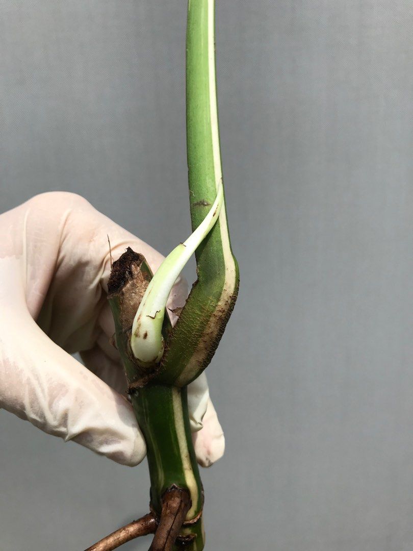 Monstera borsi albo variegated, Furniture & Home Living, Gardening ...