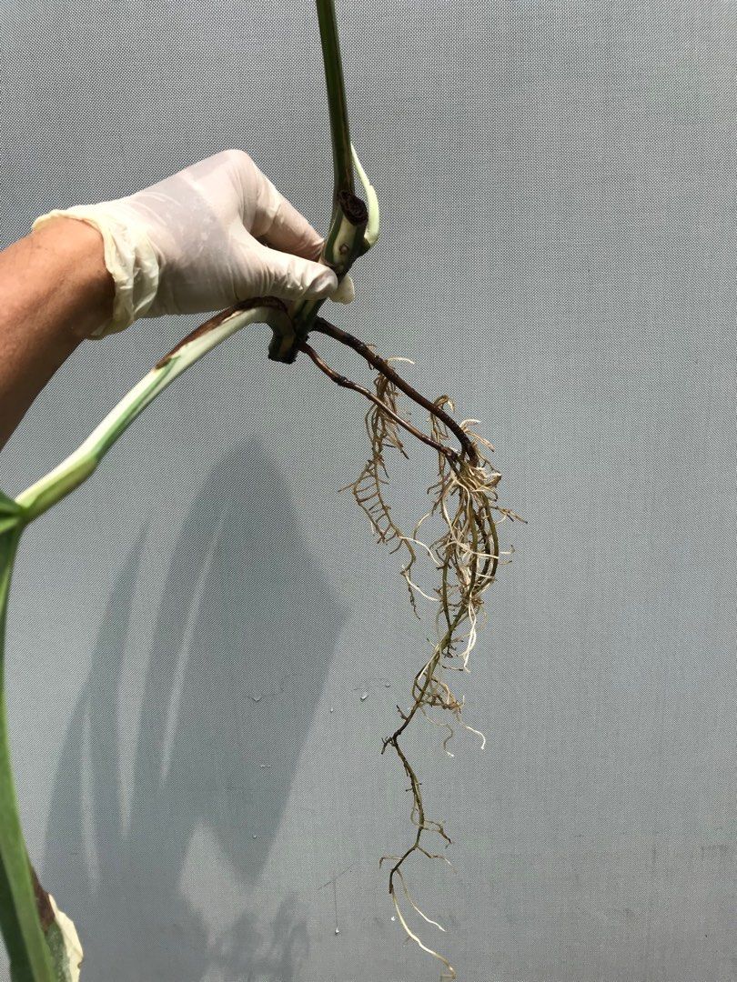 Monstera borsi albo variegated, Furniture & Home Living, Gardening ...