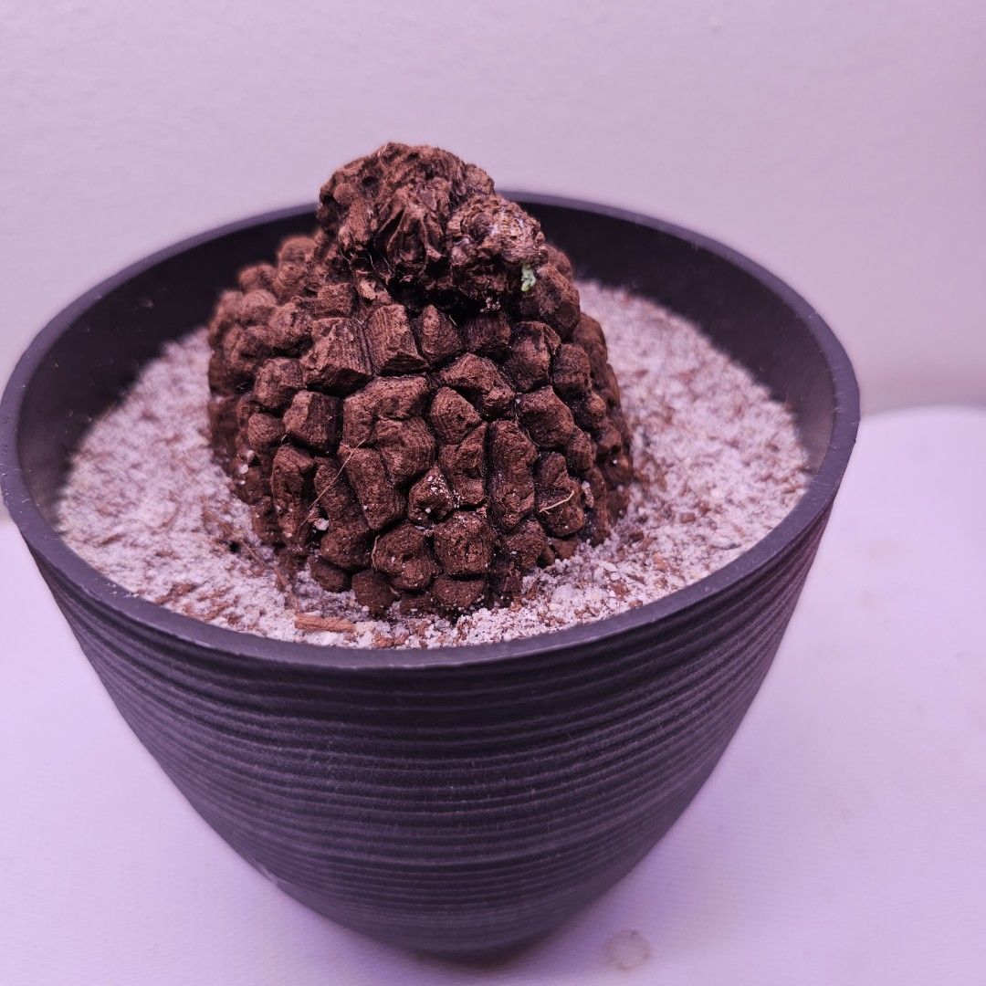 Large Stephania Suberosa Caudex Plant in Plastic pot, Furniture & Home ...