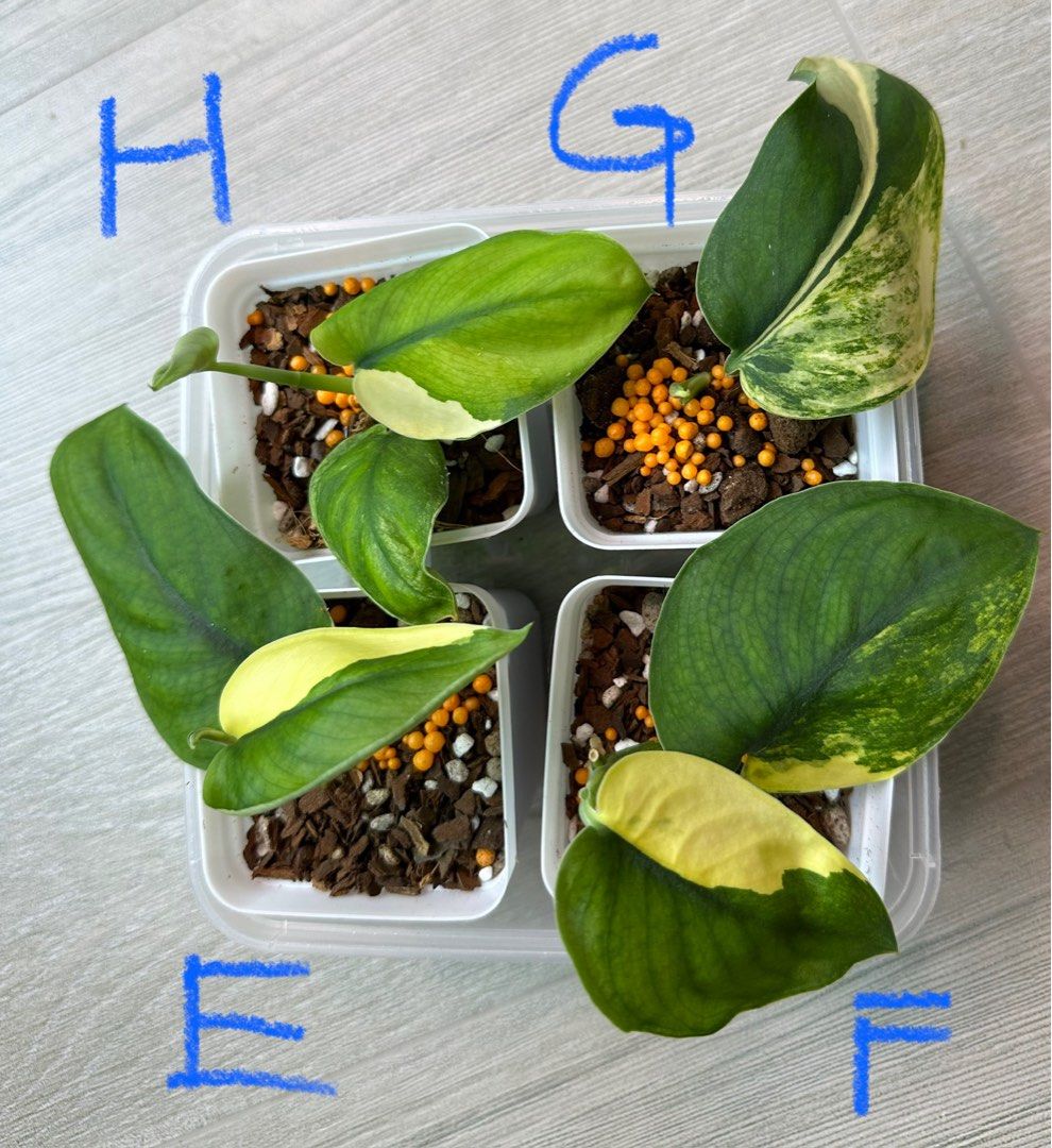 Variegated Scindapsus Jade Satin Cuttings, Furniture & Home Living ...