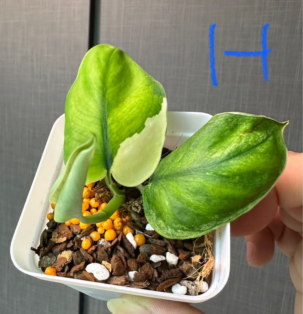 Variegated Scindapsus Jade Satin Cuttings, Furniture & Home Living ...