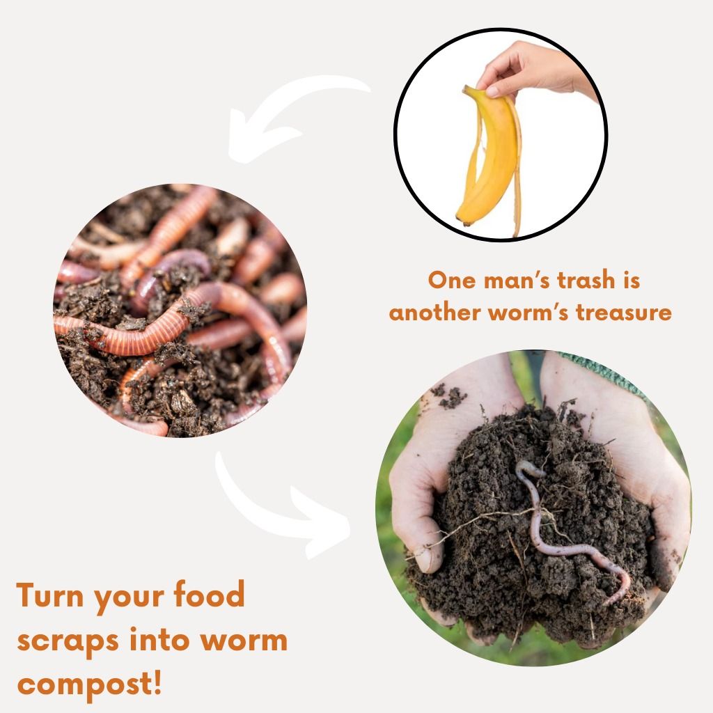 8L Worm Composting Bin - Vermicomposting, worm compost, Furniture ...