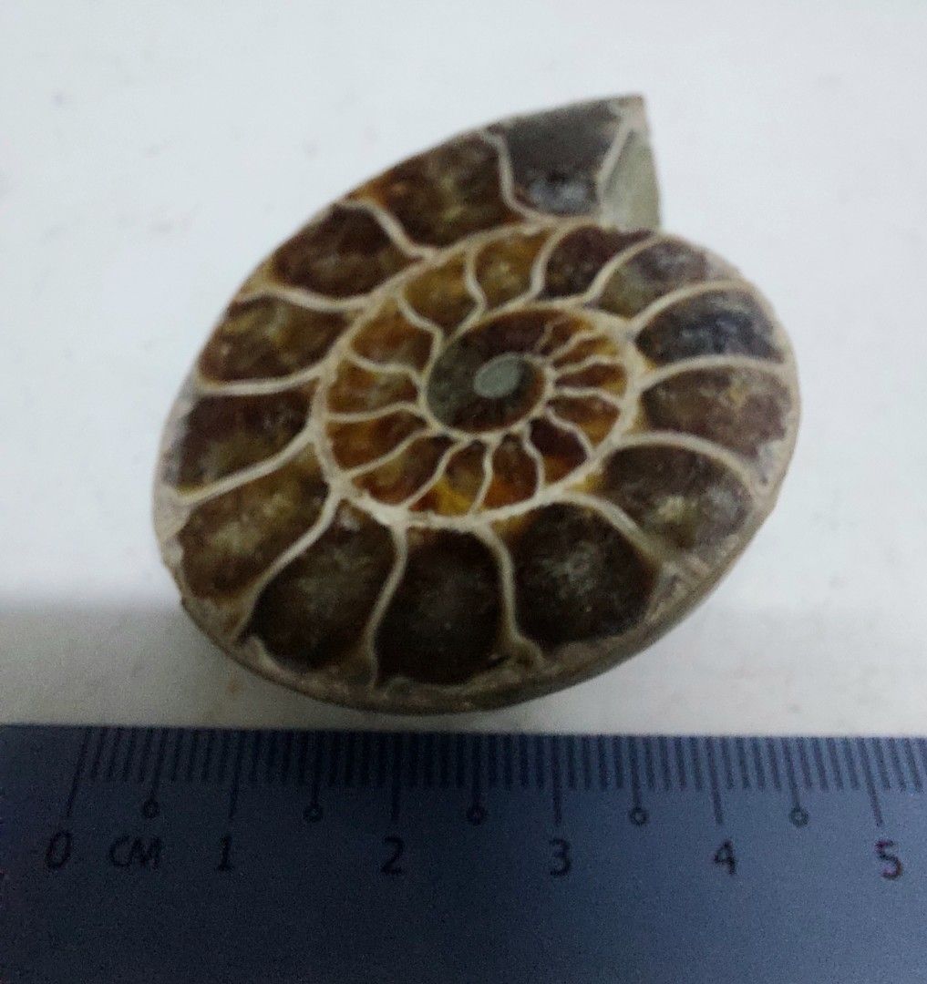Ammonite fossil one pair (batu fosil siput semulajadi) with free stands ...