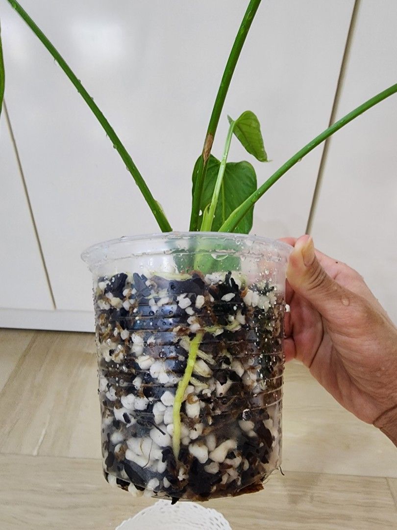 Anthurium Spectabile, Furniture & Home Living, Gardening, Plants ...