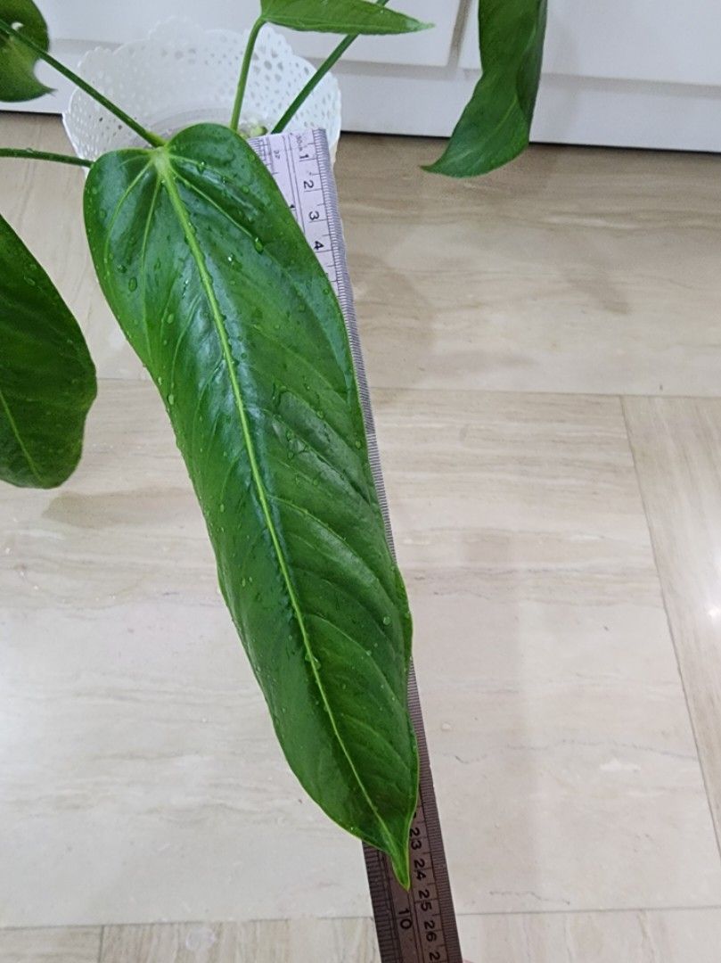 Anthurium Spectabile, Furniture & Home Living, Gardening, Plants ...