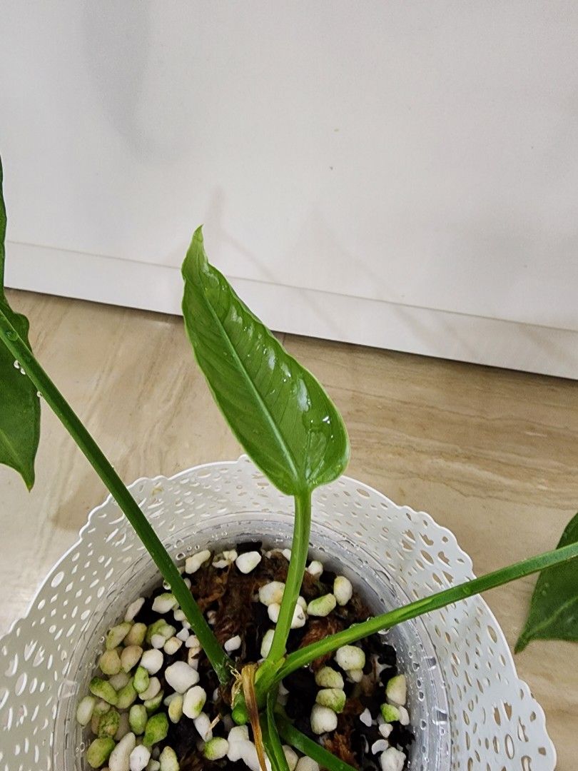 Anthurium Spectabile, Furniture & Home Living, Gardening, Plants ...