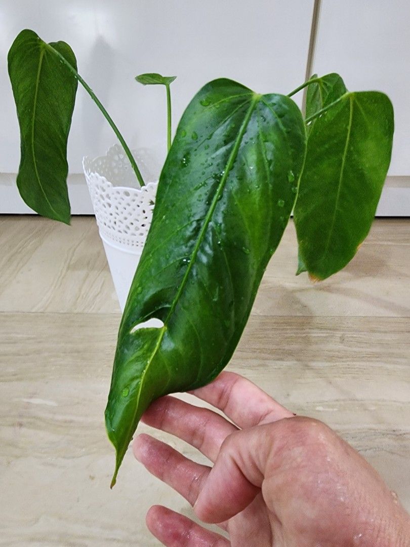 Anthurium Spectabile, Furniture & Home Living, Gardening, Plants ...