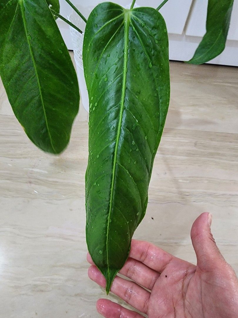 Anthurium Spectabile, Furniture & Home Living, Gardening, Plants ...