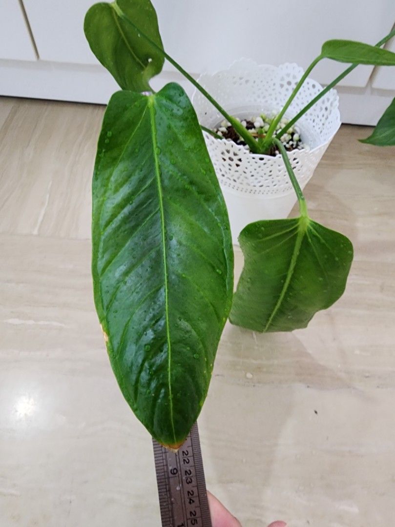 Anthurium Spectabile, Furniture & Home Living, Gardening, Plants ...